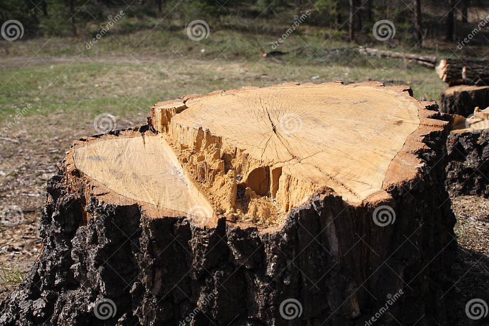Big tree stump stock image. Image of sawmill, nature, natural - 5550447
