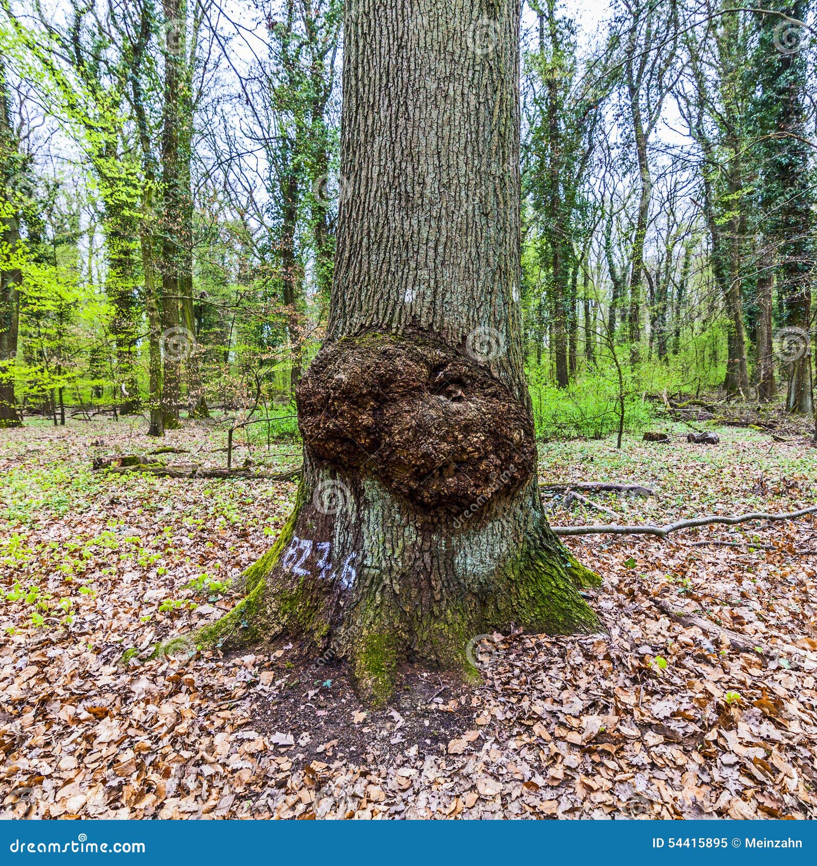 Big Tree Stump in the Forest Stock Image - Image of edge, treet: 54415895
