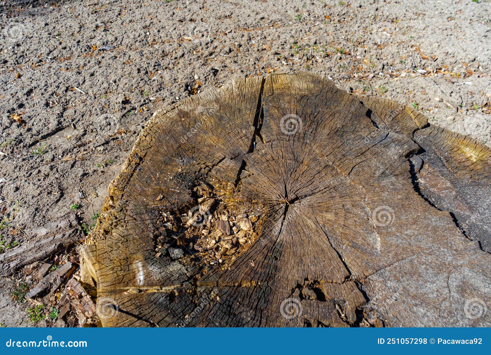 Big Tree Stump Old Rotten, Rotting Stump Top View Stock Photo - Image ...