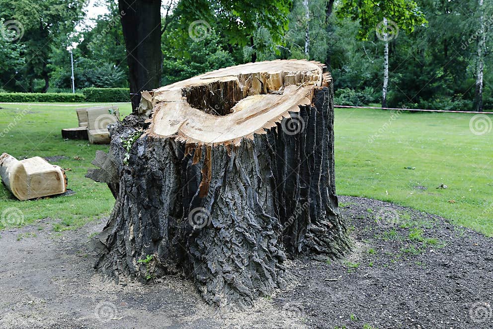 Big tree stump in the park stock photo. Image of huge - 76472914