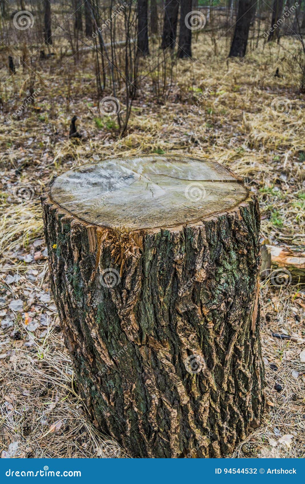 Big Tree Stump stock photo. Image of park, growth, forest - 94544532
