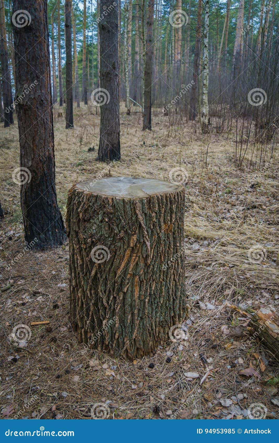 Big Tree Stump stock image. Image of pine, logs, timber - 94953985