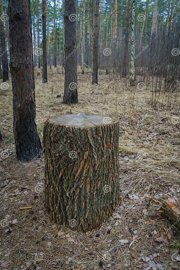Big Tree Stump stock image. Image of pine, logs, timber - 94953985