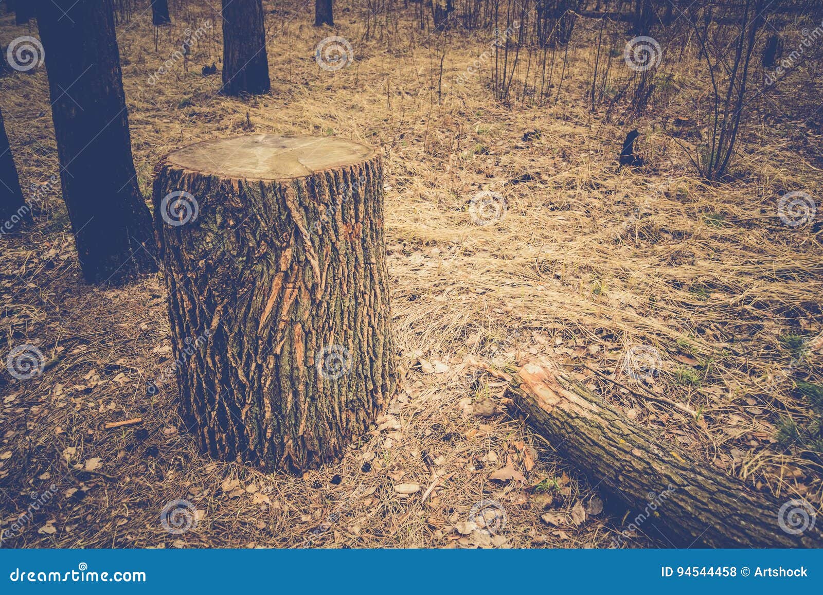 Big Tree Stump Retro stock photo. Image of wilderness - 94544458