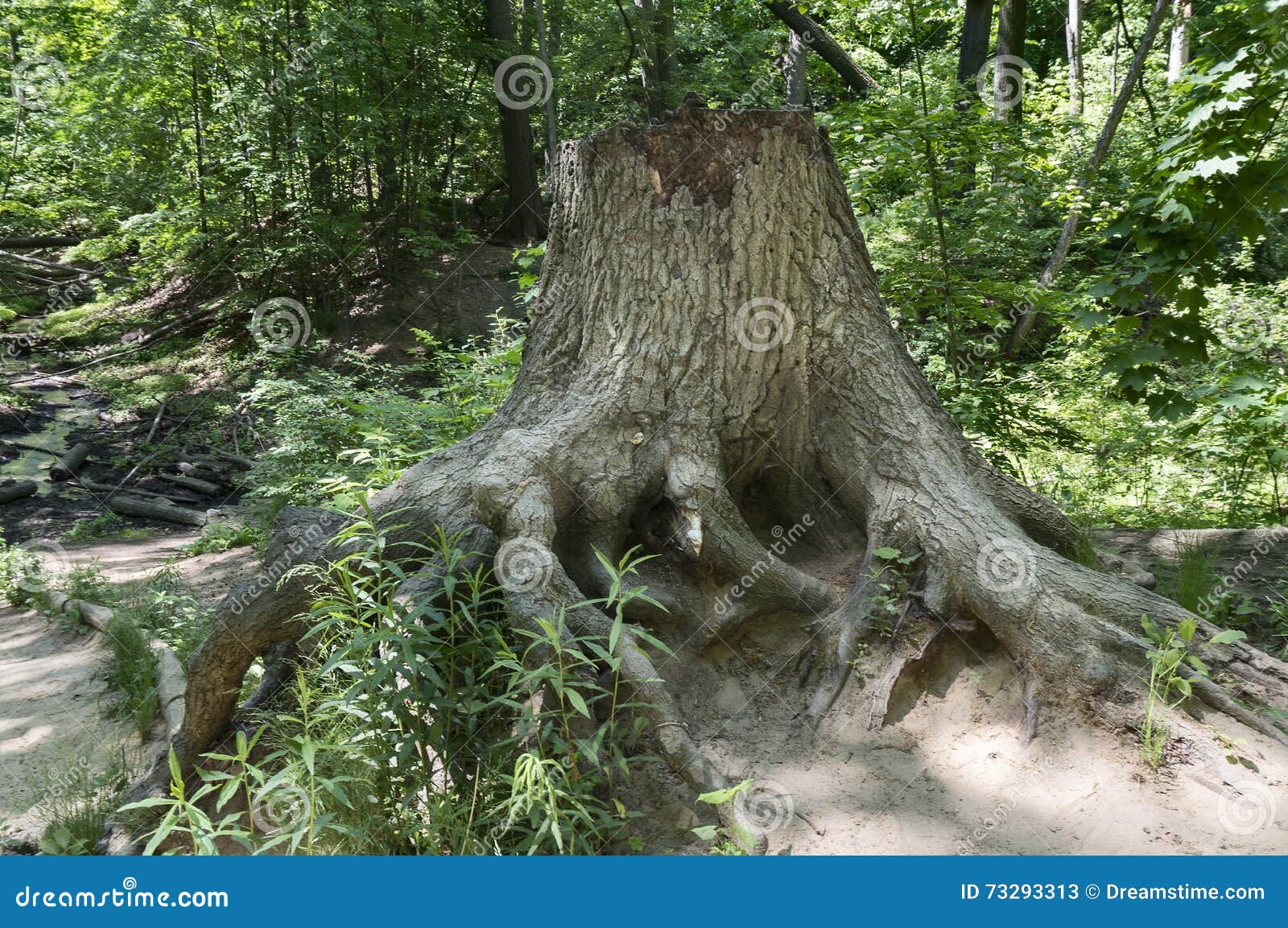 Big Tree Stump with Roots, Side View Stock Image - Image of leaf, wood ...
