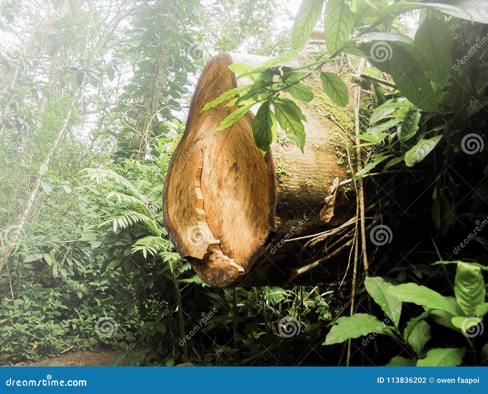 Tree stump in woods stock photo. Image of jungle, stump - 113836202