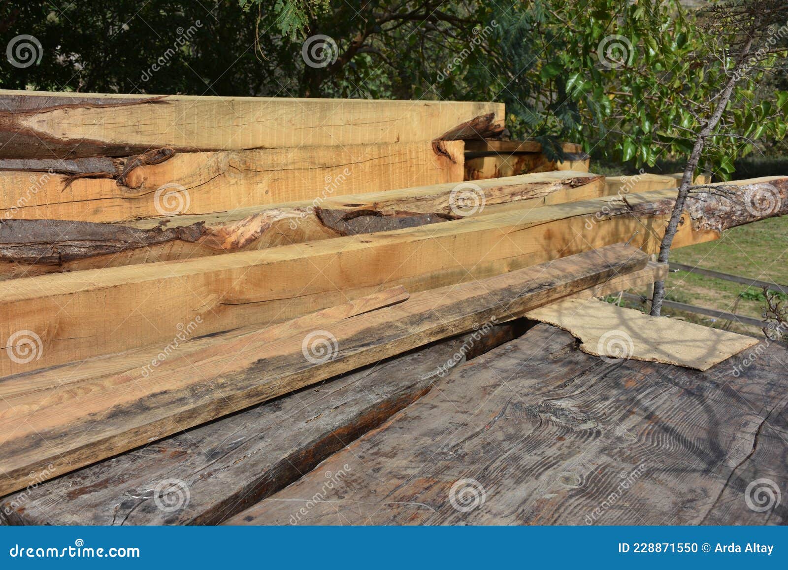 Tree Stumps Gathered Together in the Forest Stock Photo - Image of ...