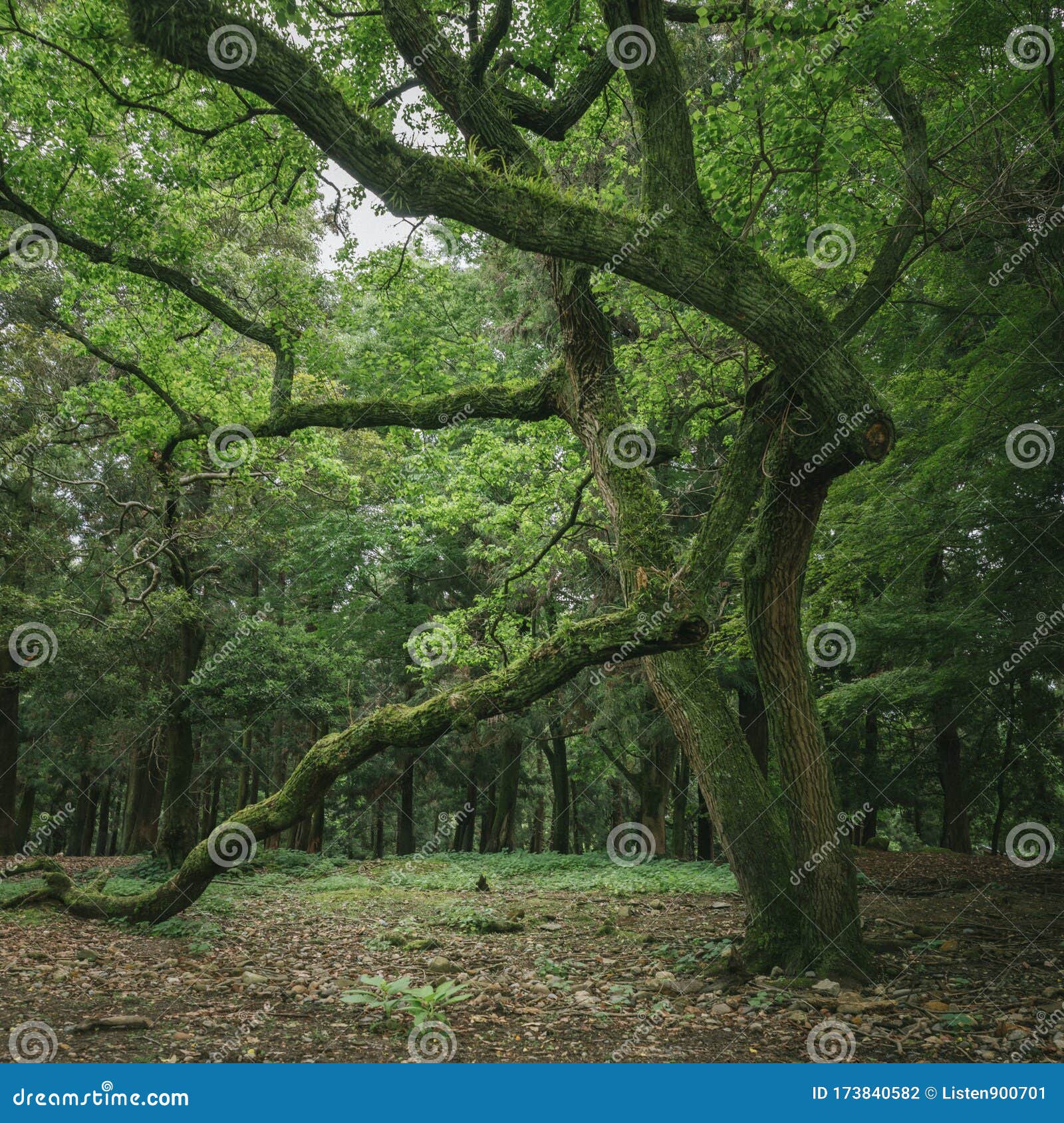 Big tree in summer forest stock photo. Image of light - 173840582