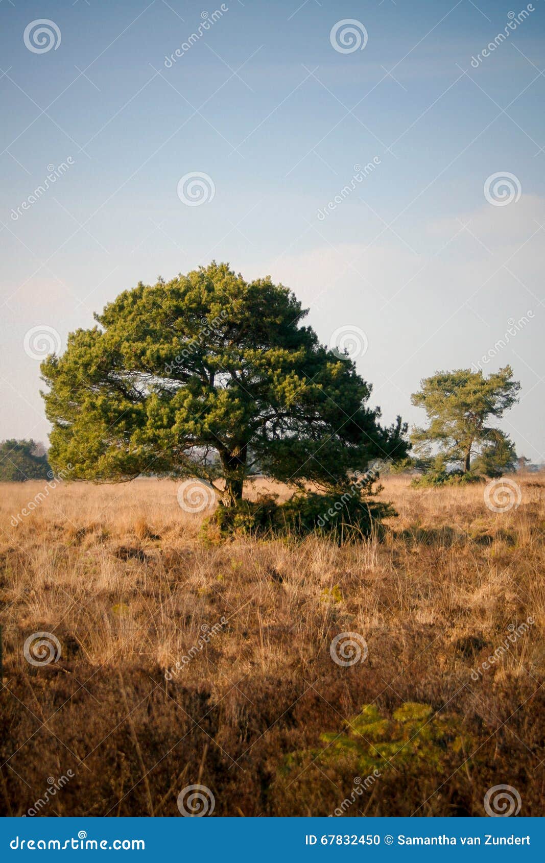 Big tree in the sun stock photo. Image of lonely, landscape - 67832450