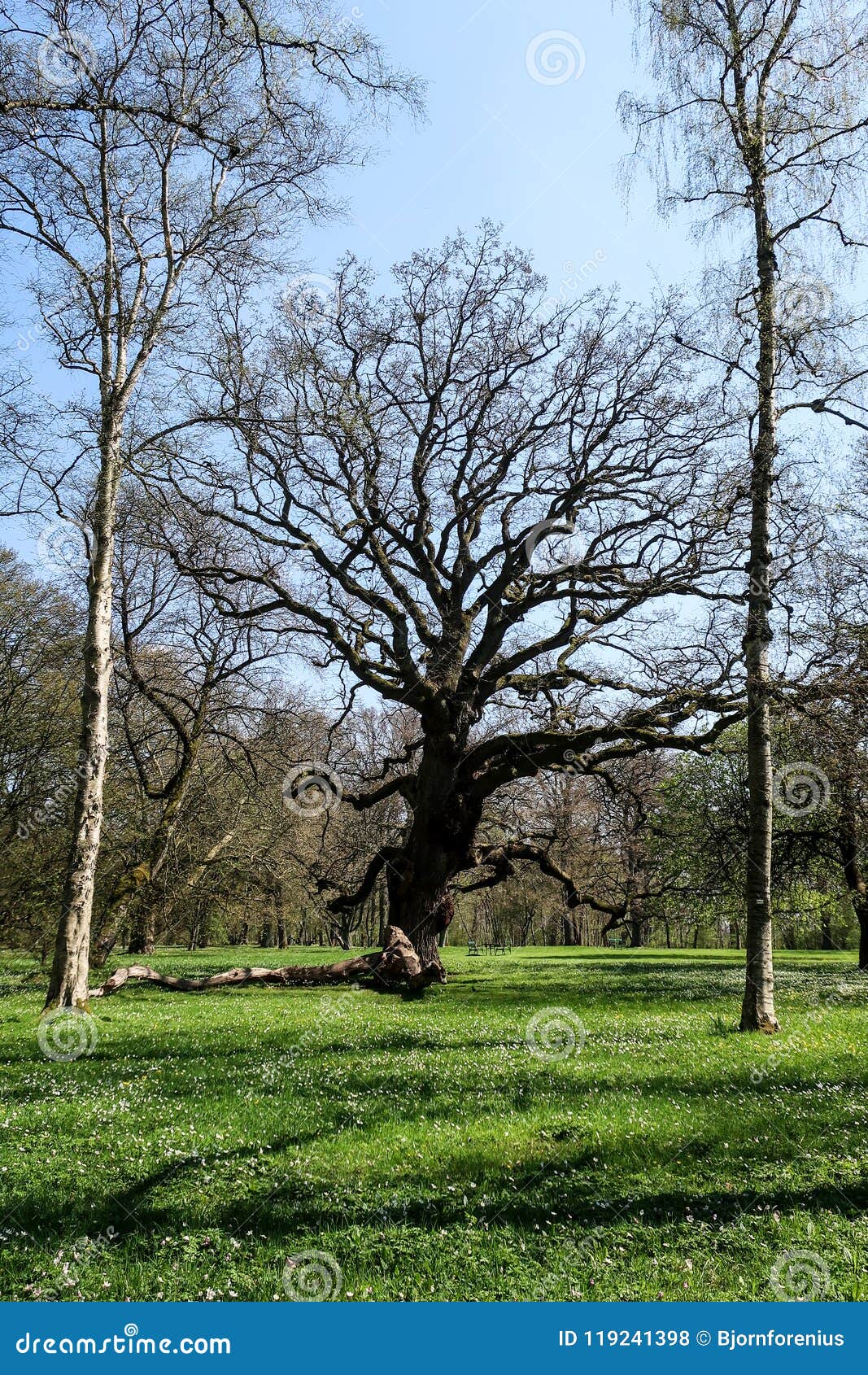Big Tree in a Sunny Glade with Green Grass and Blue Sky Stock Photo ...