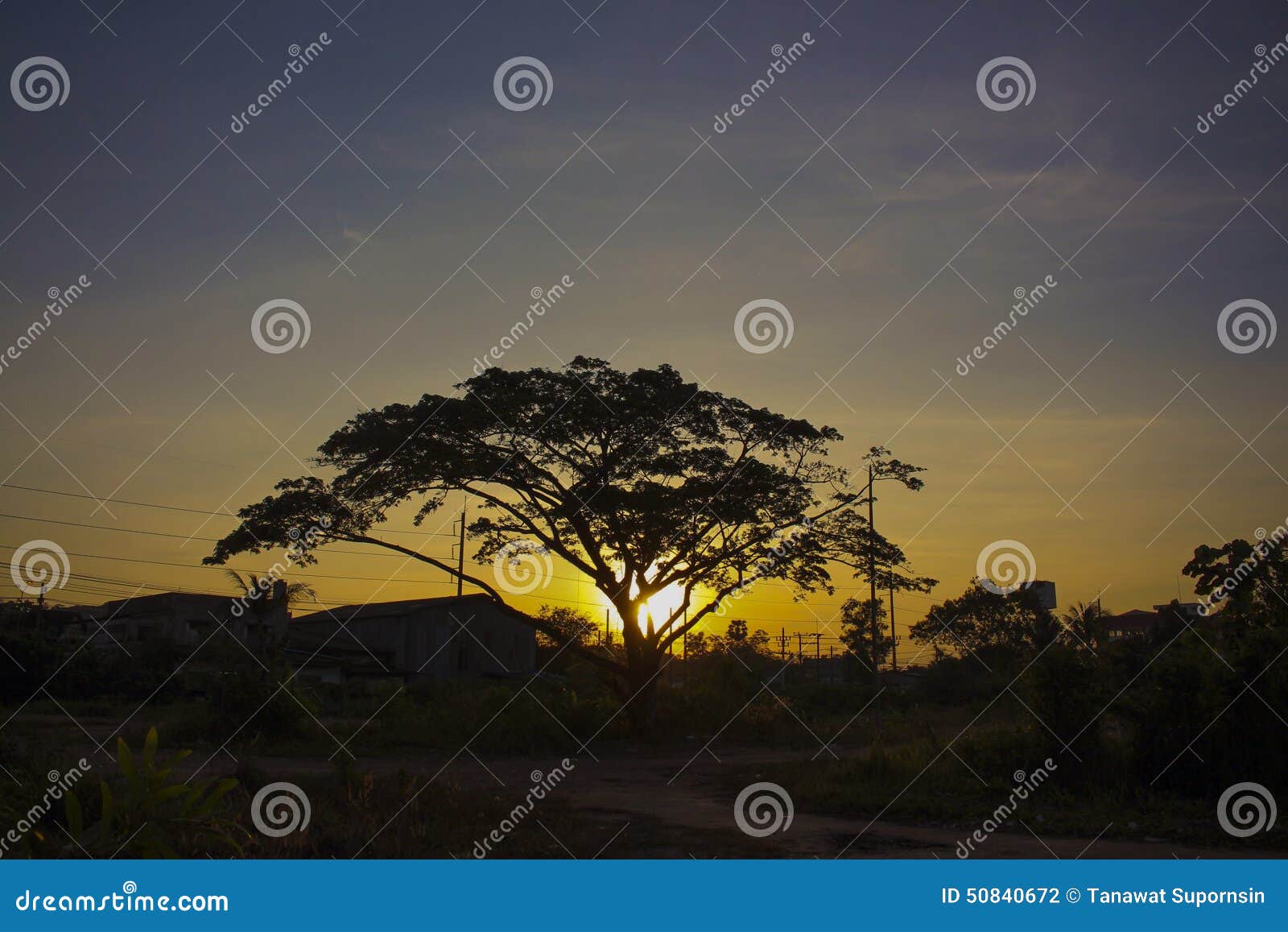 Big Tree Sunrise Wallpaper and Background Stock Photo - Image of ...