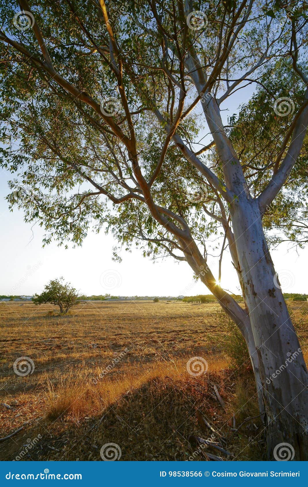 Big tree with sunset light stock photo. Image of beautiful - 98538566