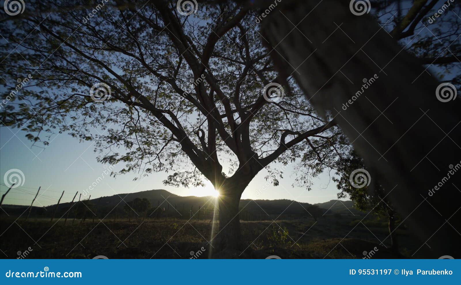Big tree at sunset stock image. Image of travel, nature - 95531197
