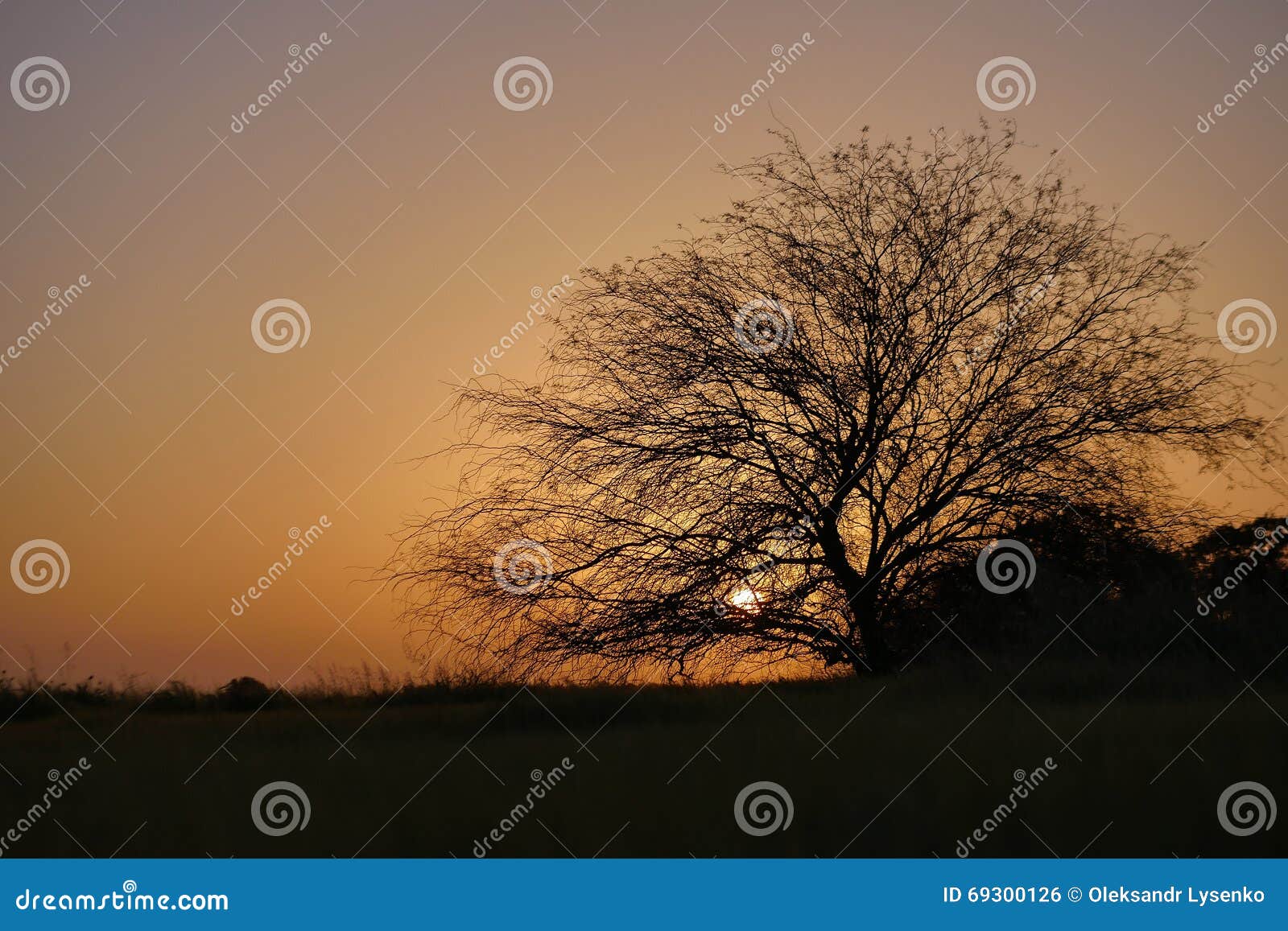 Big tree at sunset stock photo. Image of silhouette, meadow - 69300126