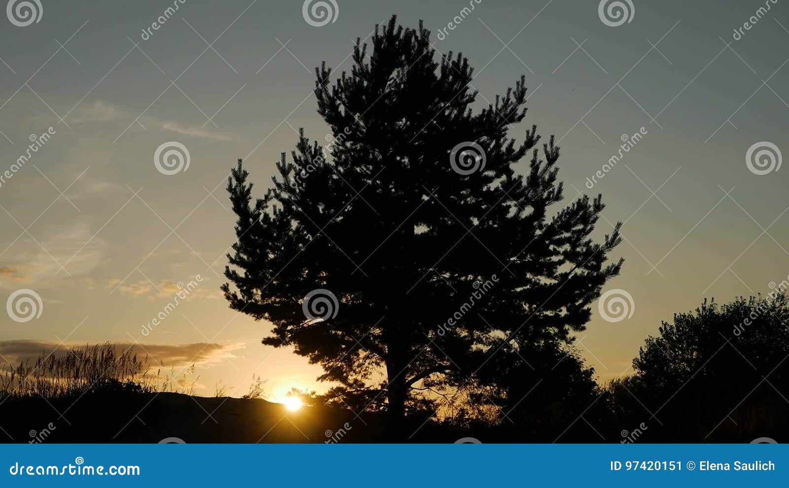 Big Tree at Sunset in Silhouette Standing on the Sand Stock Video ...