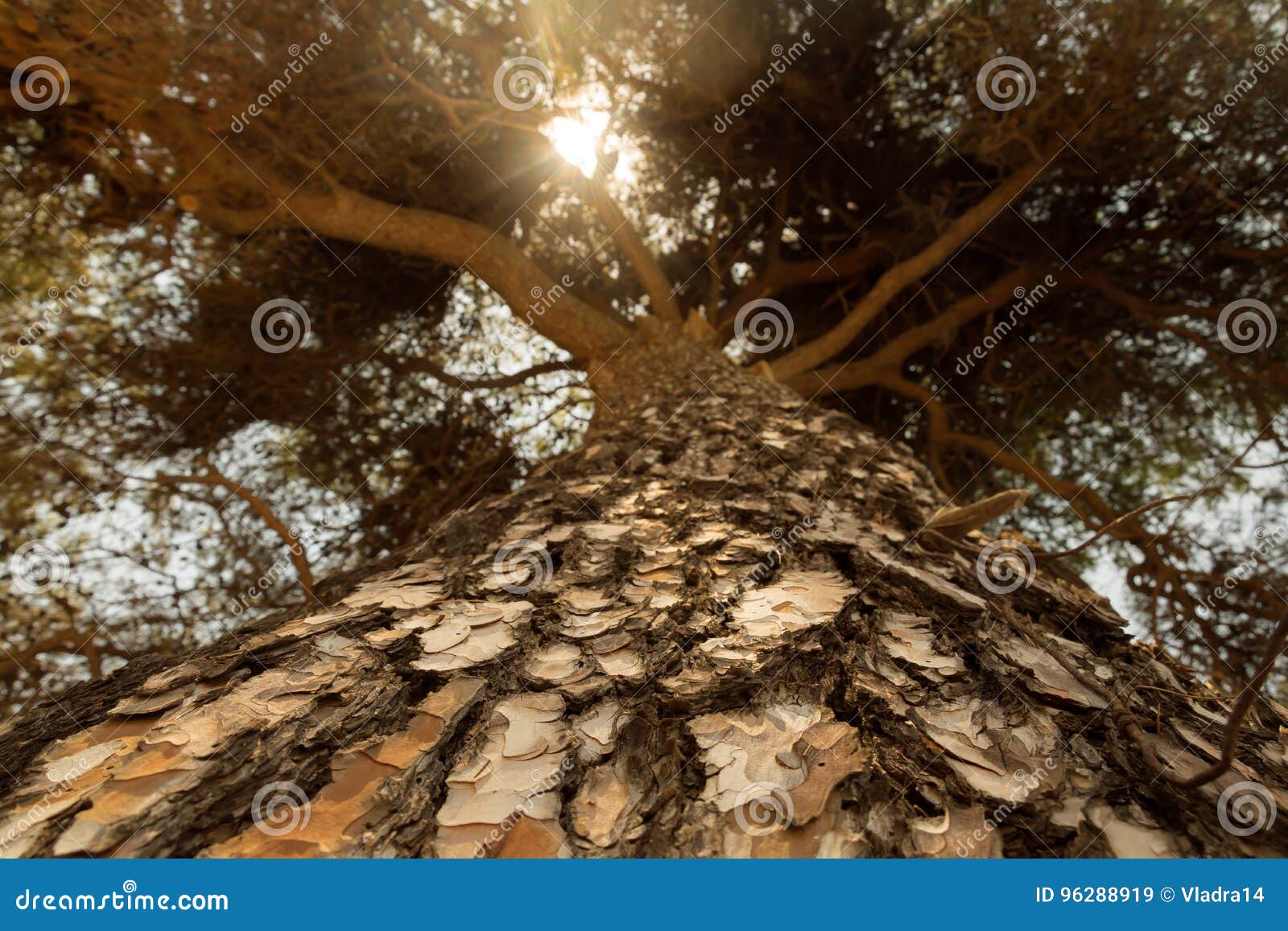 Big tree and sunshine stock image. Image of branch, foliage - 96288919