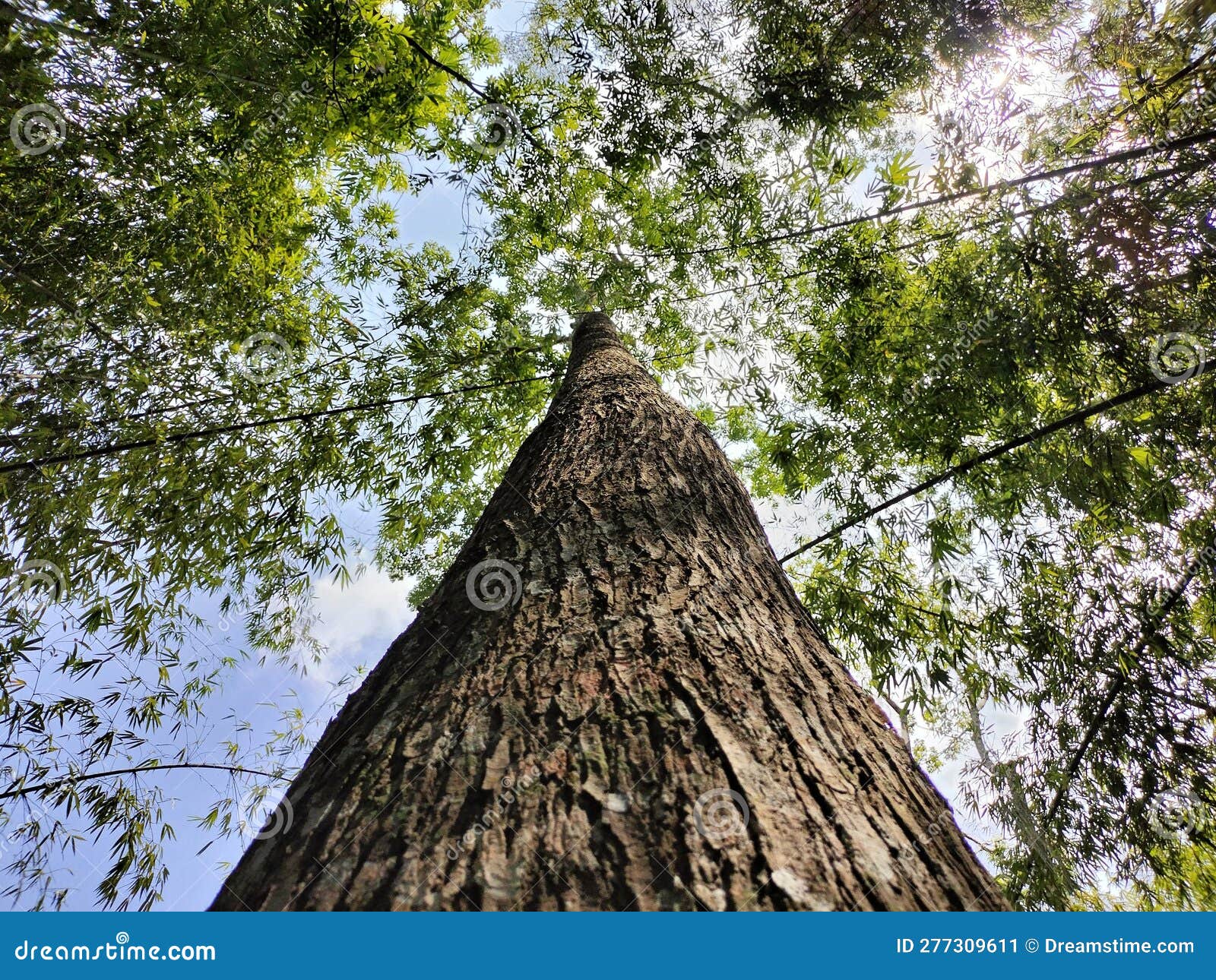 Big Tree Surrounded by Bamboo Trees Stock Image - Image of scenery ...