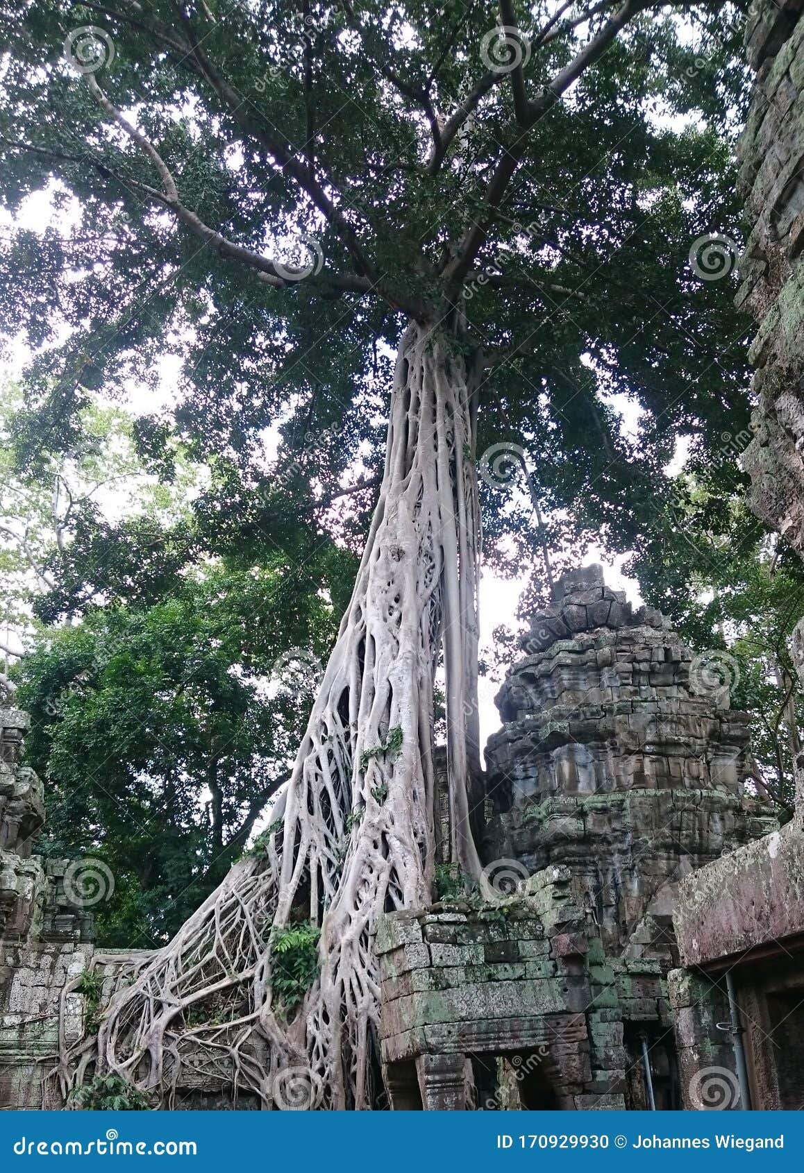 Big Tree Surrounded by a Fig on Top of a Ancient Temple in Angkor Stock ...