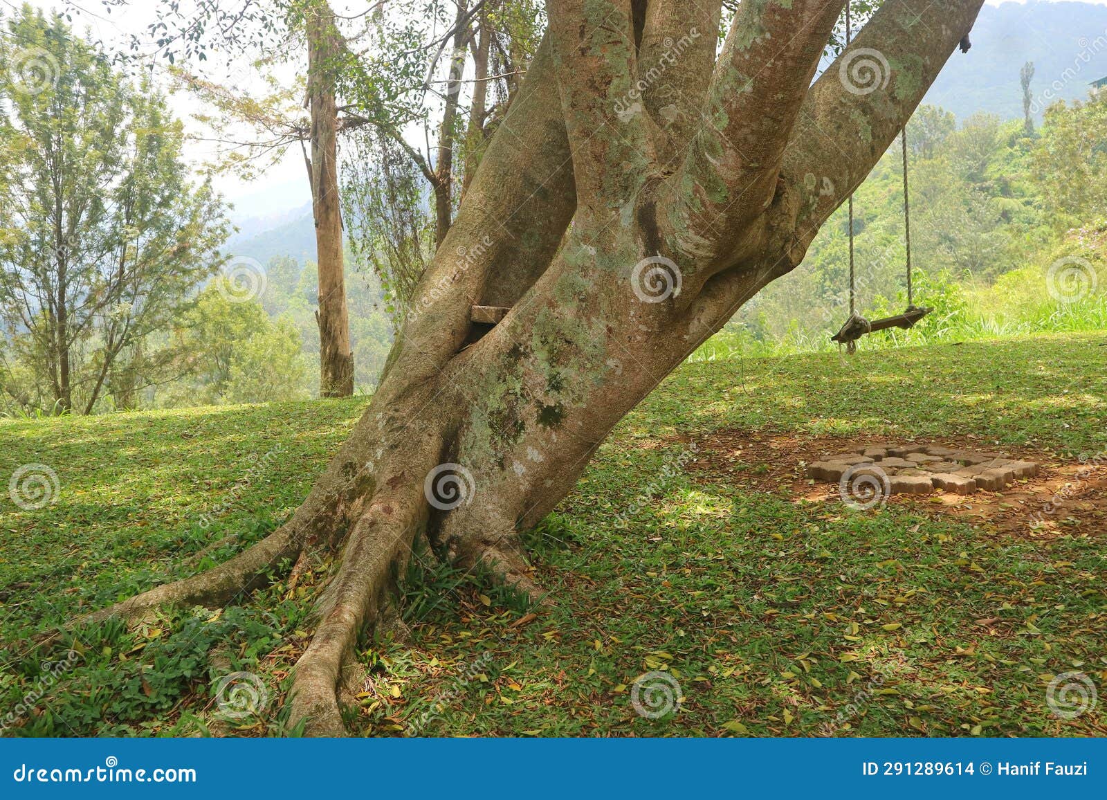 Big Tree with Swing on Green Field Stock Photo - Image of tree, swing ...