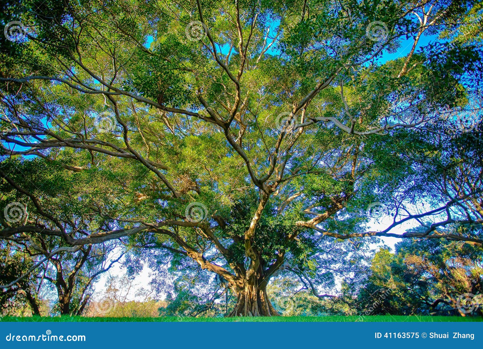 Big tree stock image. Image of season, daylight, flora - 41163575