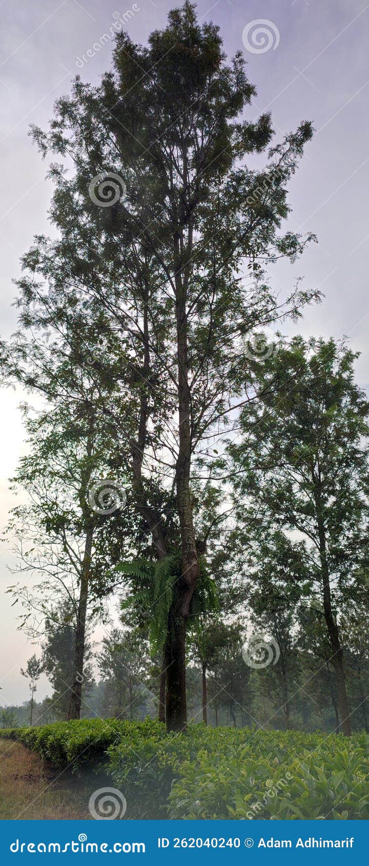 A big tree on tea fields stock photo. Image of environment - 262040240