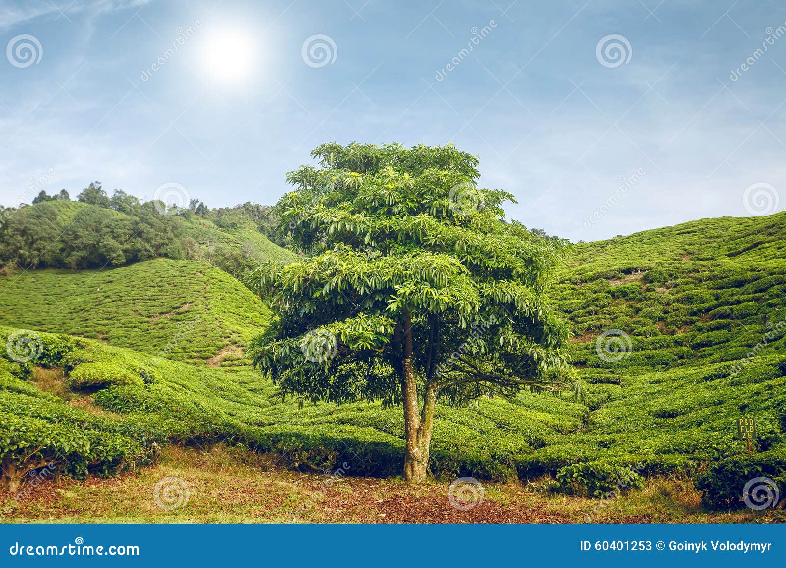 Big tree on tea plantation stock image. Image of scene - 60401253