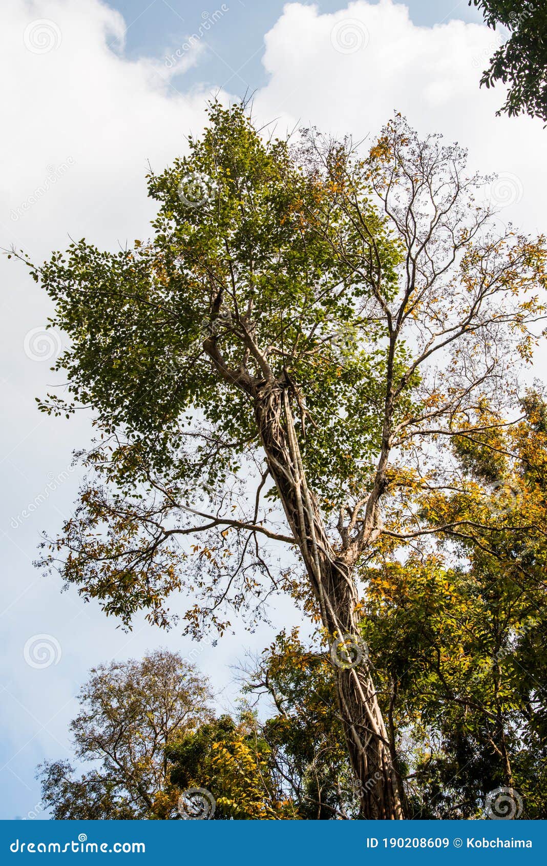 Big tree Thai forest stock image. Image of view, thai - 190208609