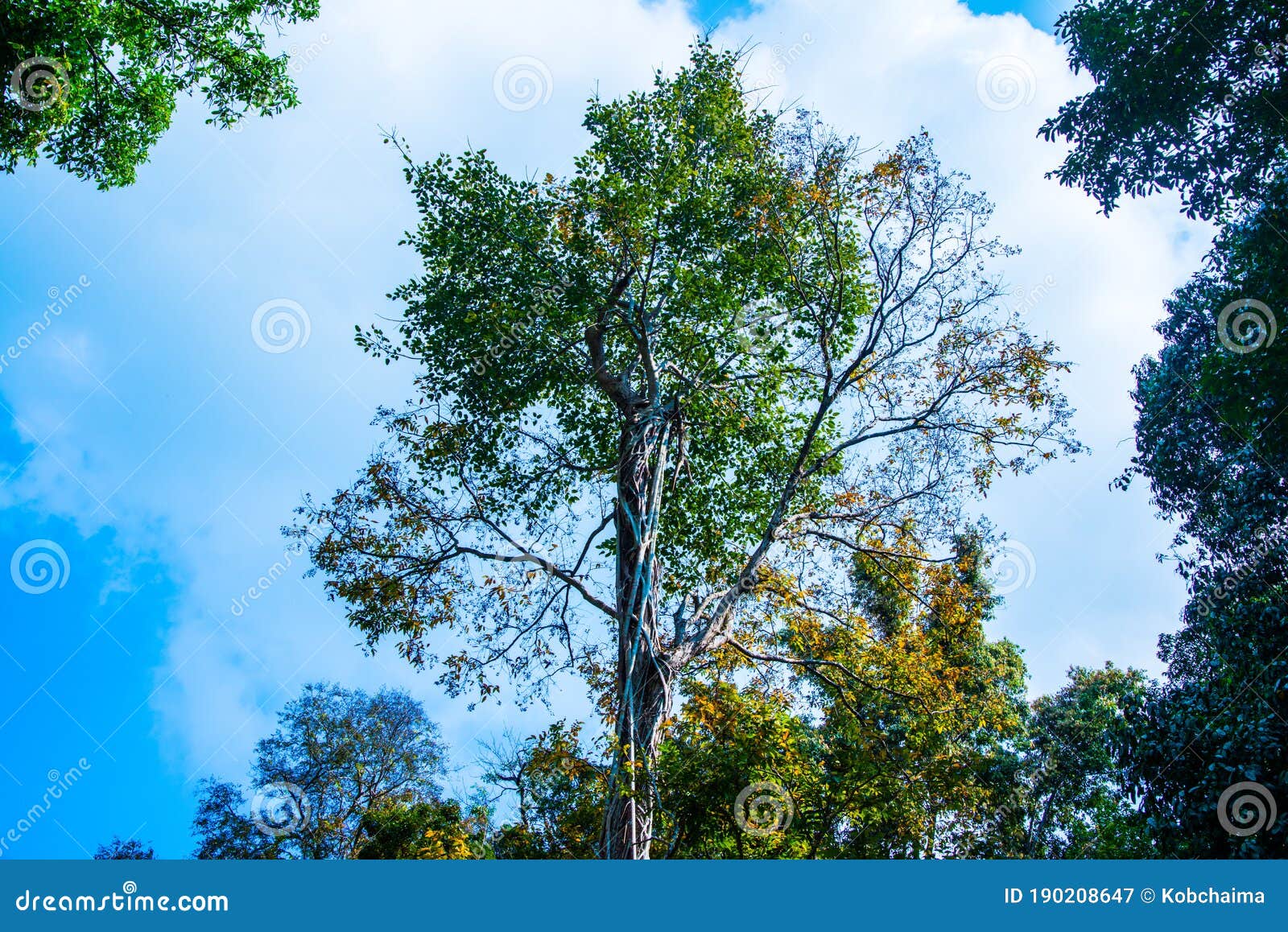 Big tree Thai forest stock image. Image of nature, tropical - 190208647