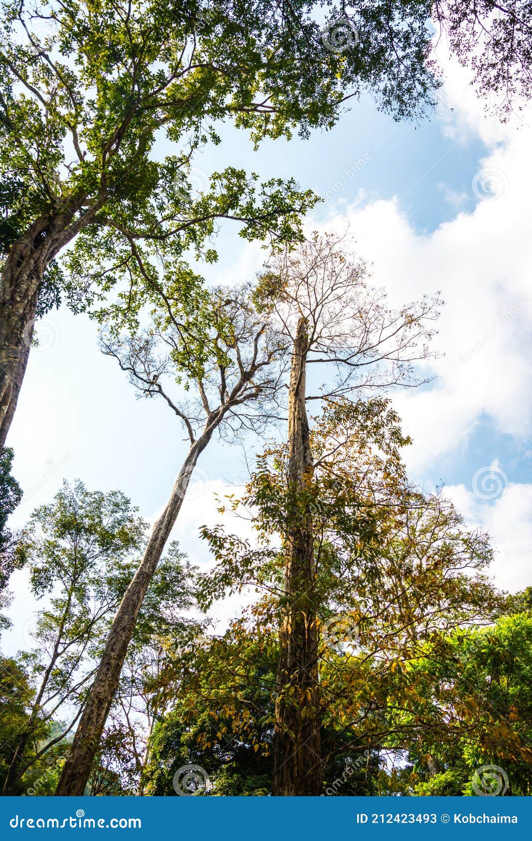 Big tree Thai forest stock image. Image of national - 212423493