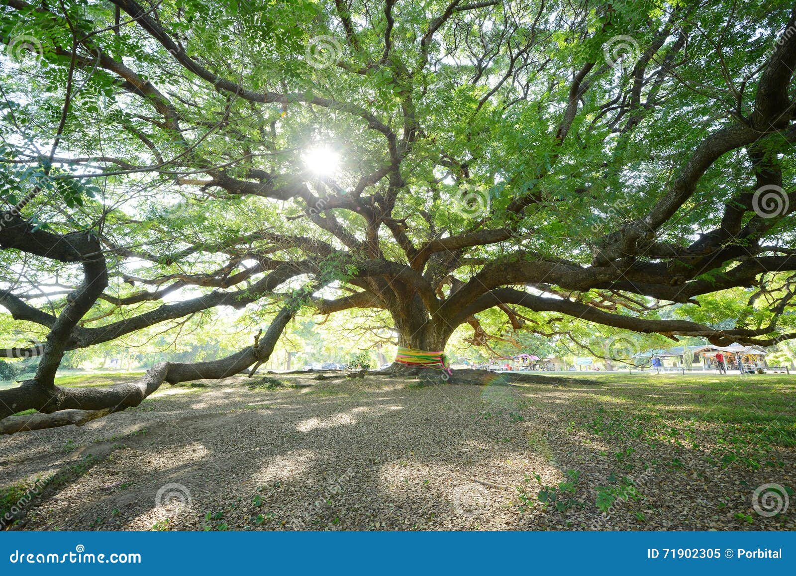 Big tree stock image. Image of wide, asia, nature, reach - 71902305