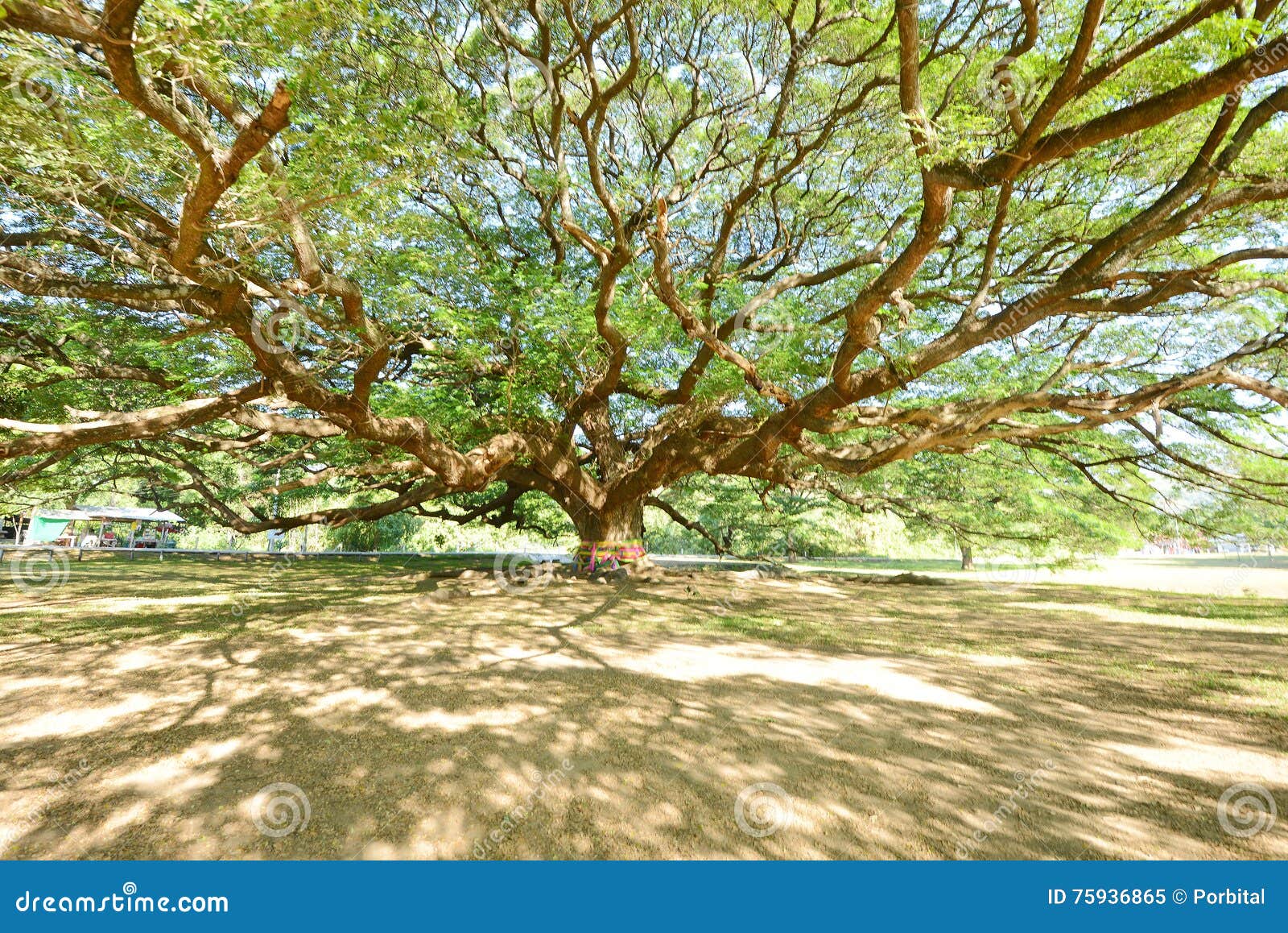 Big Wide Tree Reach Stock Photos - Download 9 Images