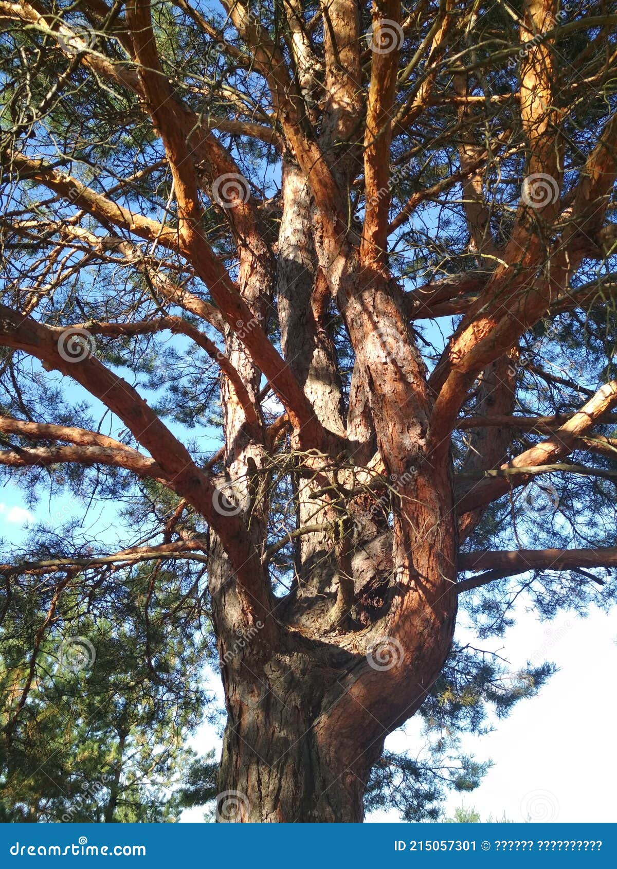 Big Tree with Thick Stems in the Forest, Summer Photography Stock Image ...