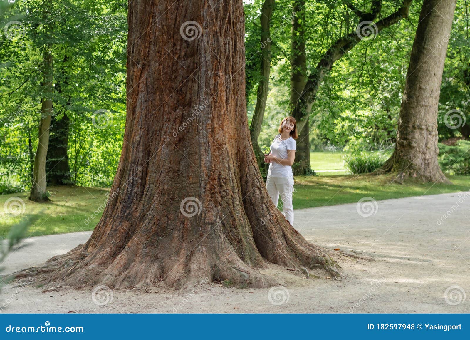 Big Tree with a Thick Trunk in the Park Stock Photo - Image of foliage ...