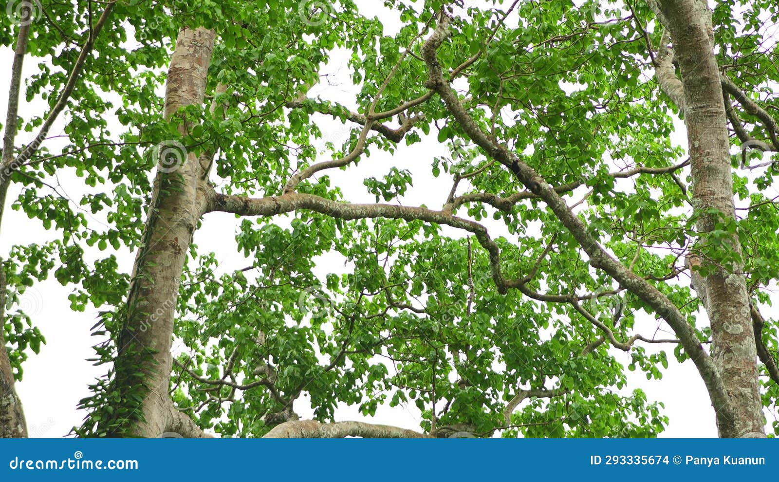 The Big Tree Top Foliage of Deciduous Tree in the Forest. Stock Footage ...