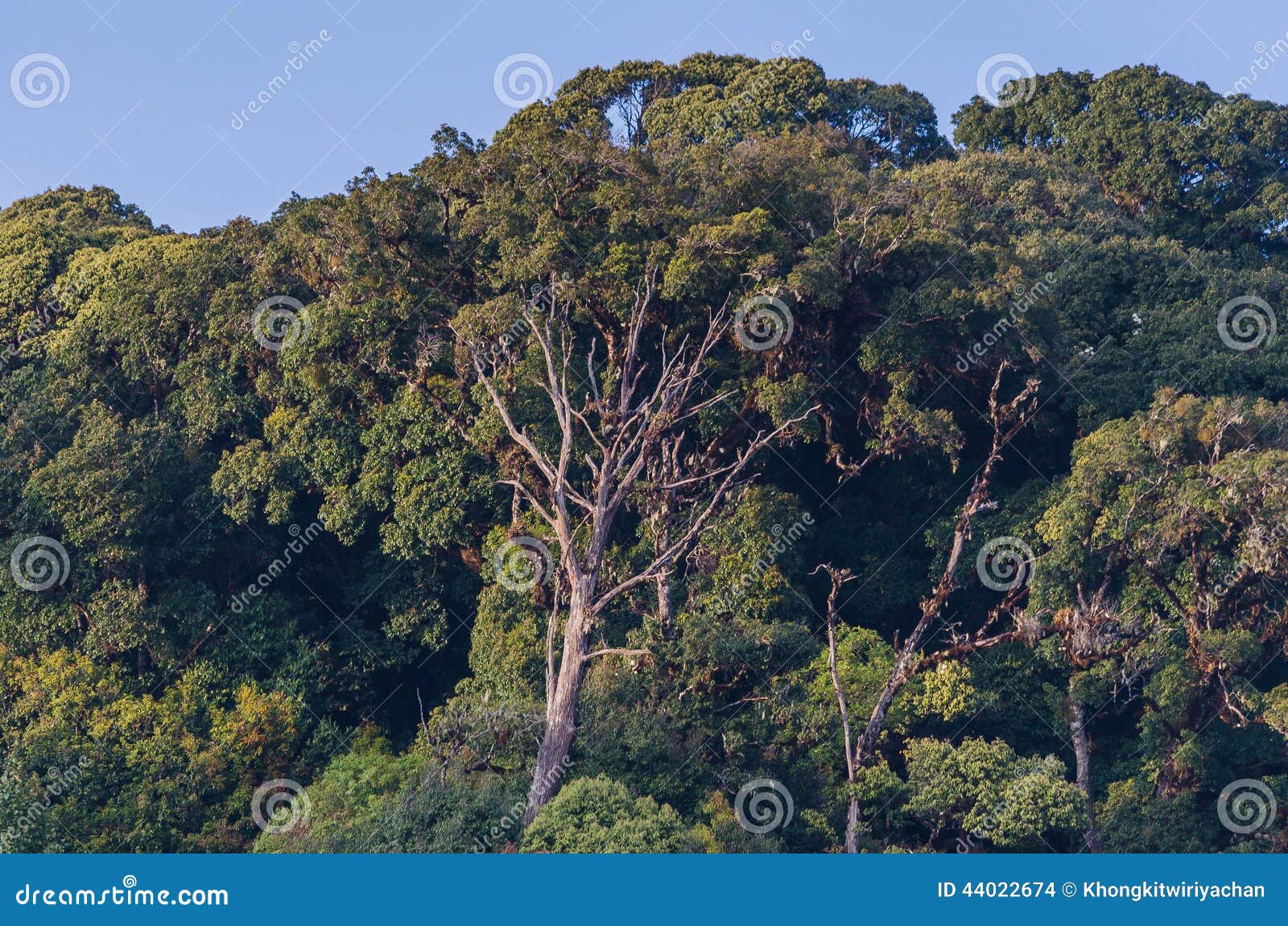 Big Tree on Top of Mountain Stock Photo - Image of blue, heritage: 44022674