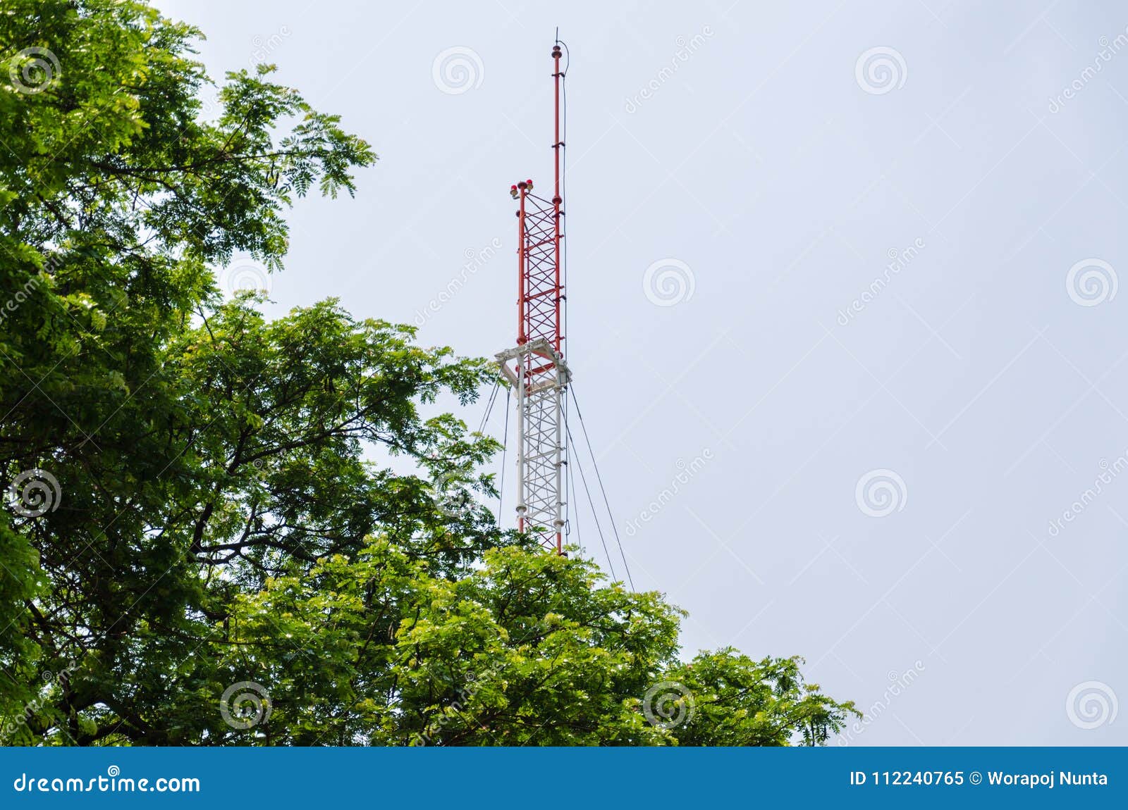 Big Tree with the Top of the Telephone Pole. Stock Image - Image of ...