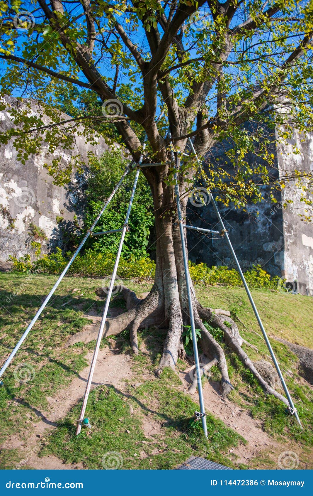 Big Tree with Tree Prop for Support Stock Photo - Image of natural ...