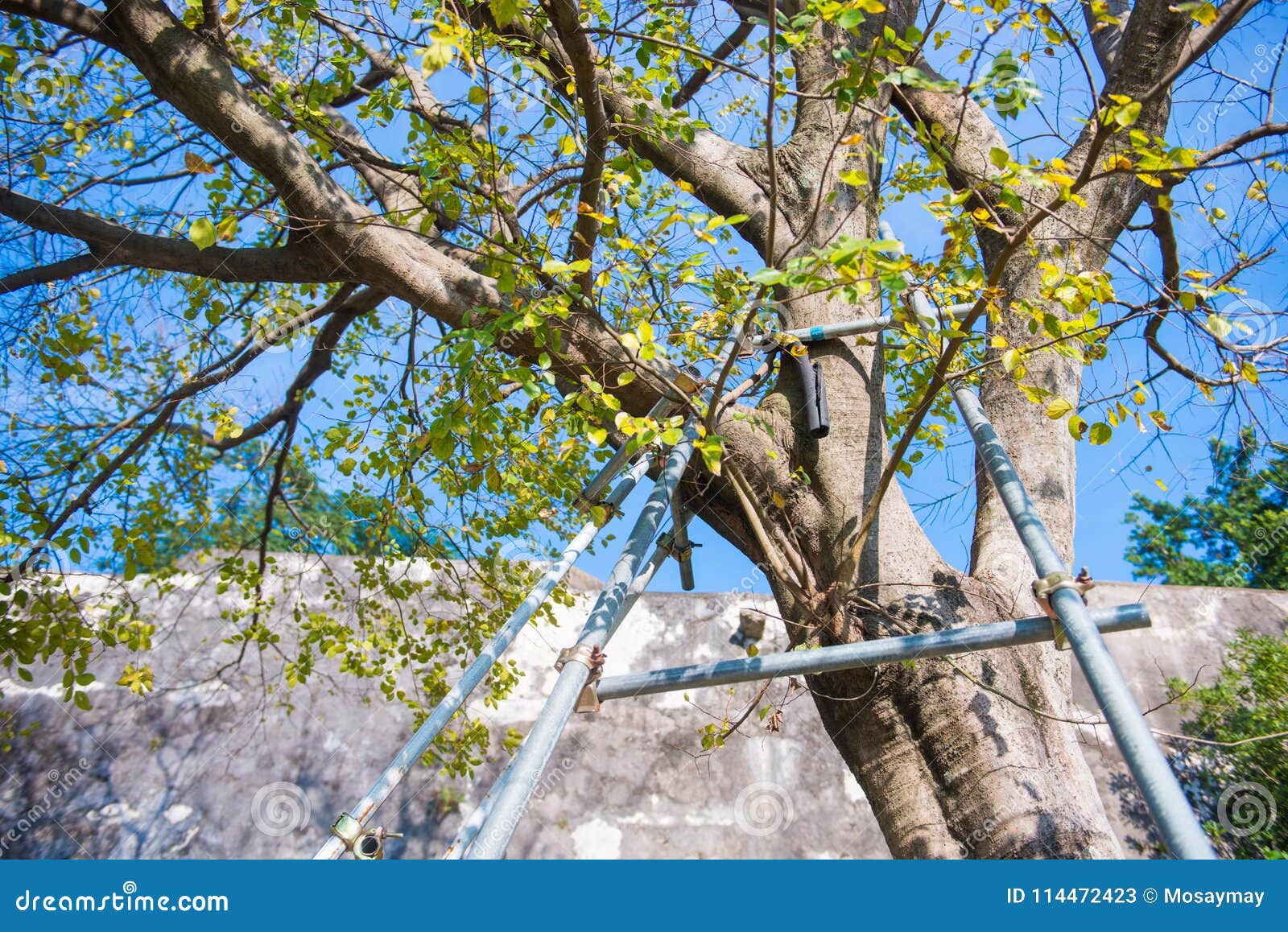 Big Tree with Tree Prop for Support Stock Image - Image of natural ...