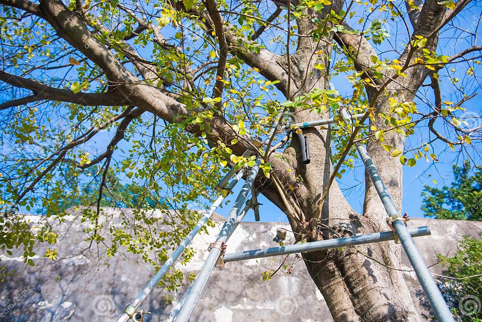 Big Tree with Tree Prop for Support Stock Image - Image of natural ...