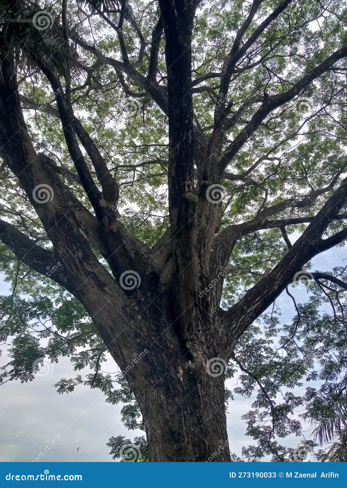 Trembesi Stock Photos - Free & Royalty-Free Stock Photos from Dreamstime