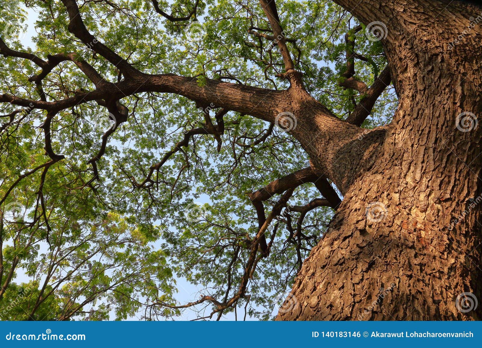 Big Tree in the Tropical Rain Forest with Large Canopy Looking Up from ...