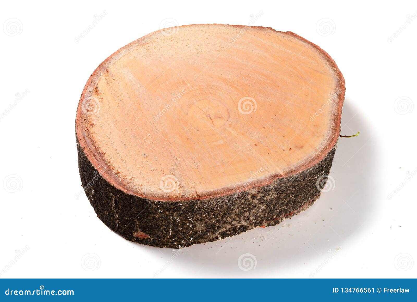 Big Tree Trunk Slices Cut Out on White Background Stock Image - Image ...