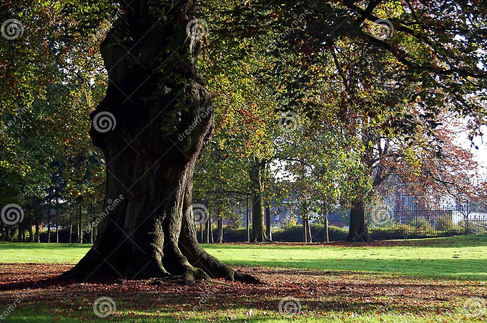 Big tree trunk stock image. Image of morning, forest, tree - 1500997