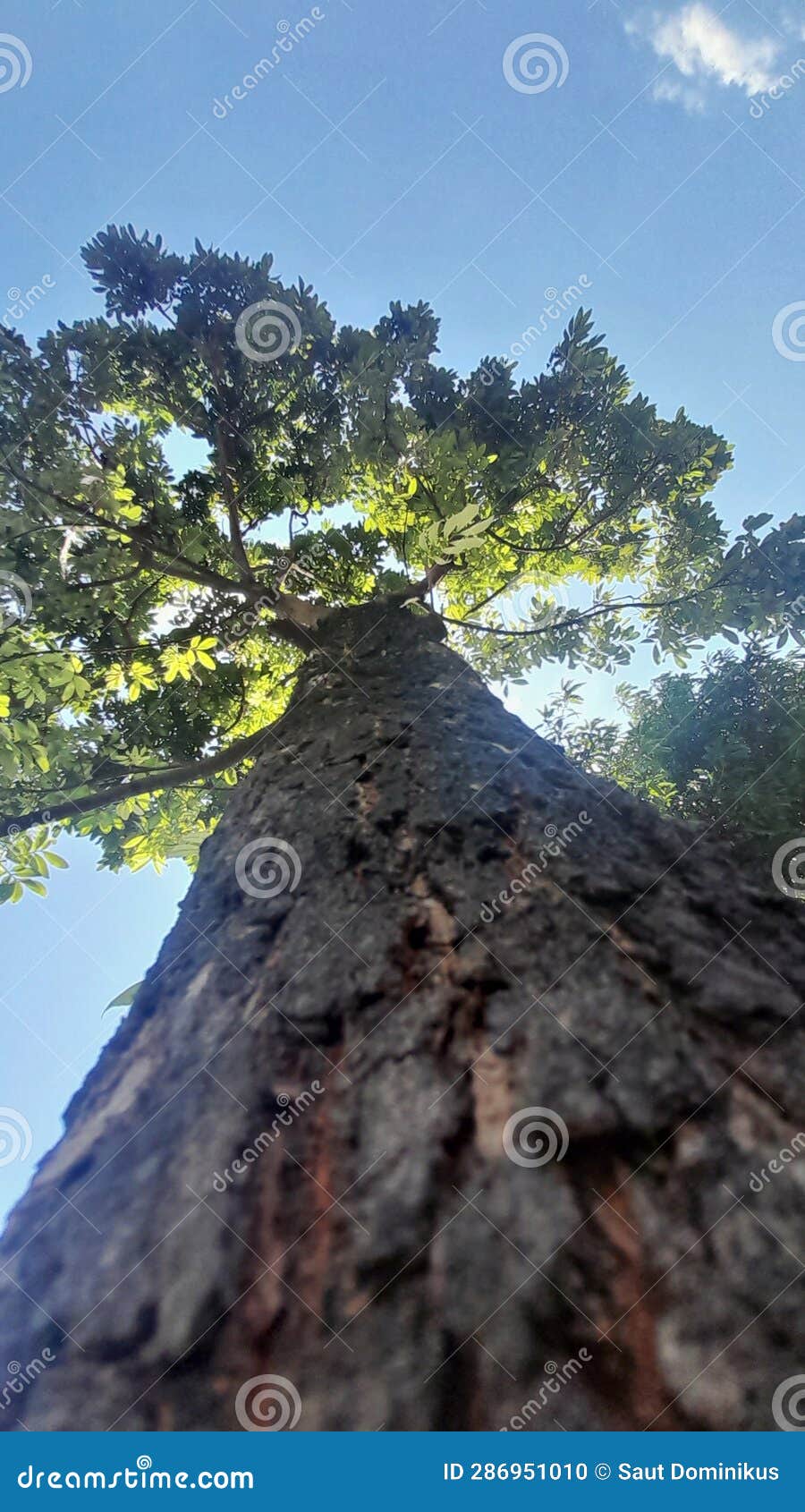 Big tree trunk stock photo. Image of tropical, tree - 286951010
