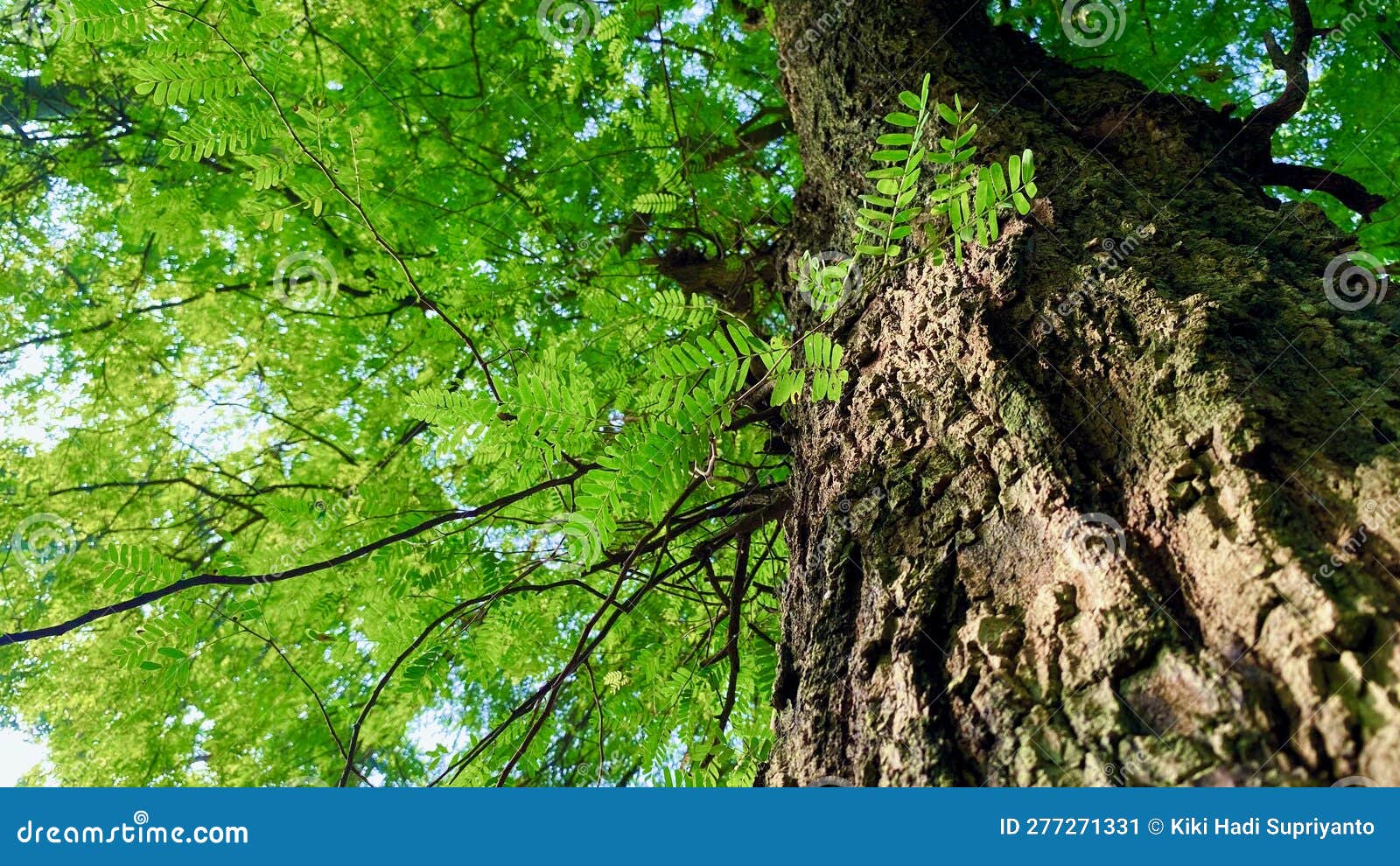 Big tree trunk stock image. Image of branch, jungle - 277271331