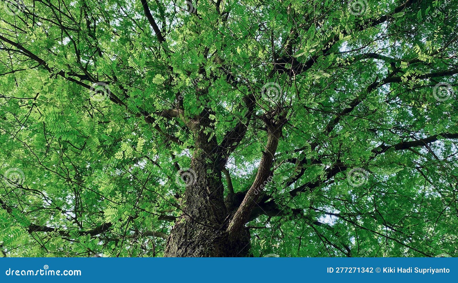 Big tree trunk stock photo. Image of green, sunlight - 277271342