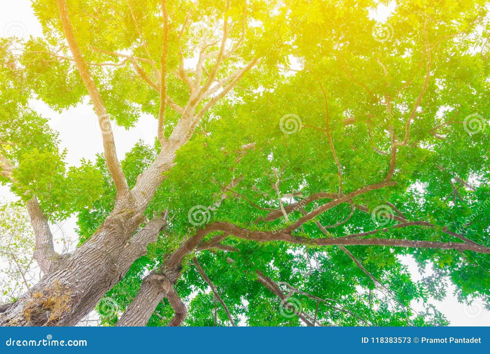 Big Tree Trunk and Branch Leaf Beautiful in the Forest, Bottom View ...