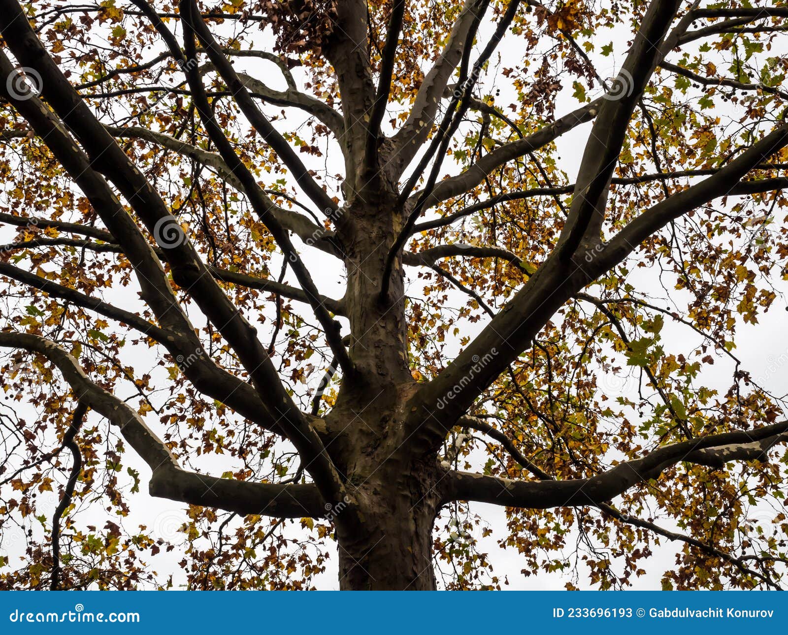 Big Tree Trunk with Branches in Autumn Stock Image - Image of tree ...