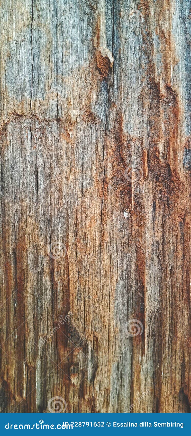 Big Tree Trunk with Brown Color with Texture Stock Photo - Image of ...