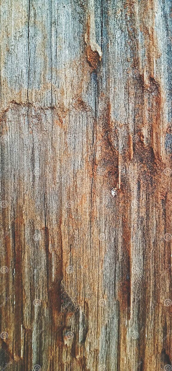 Big Tree Trunk with Brown Color with Texture Stock Photo - Image of ...